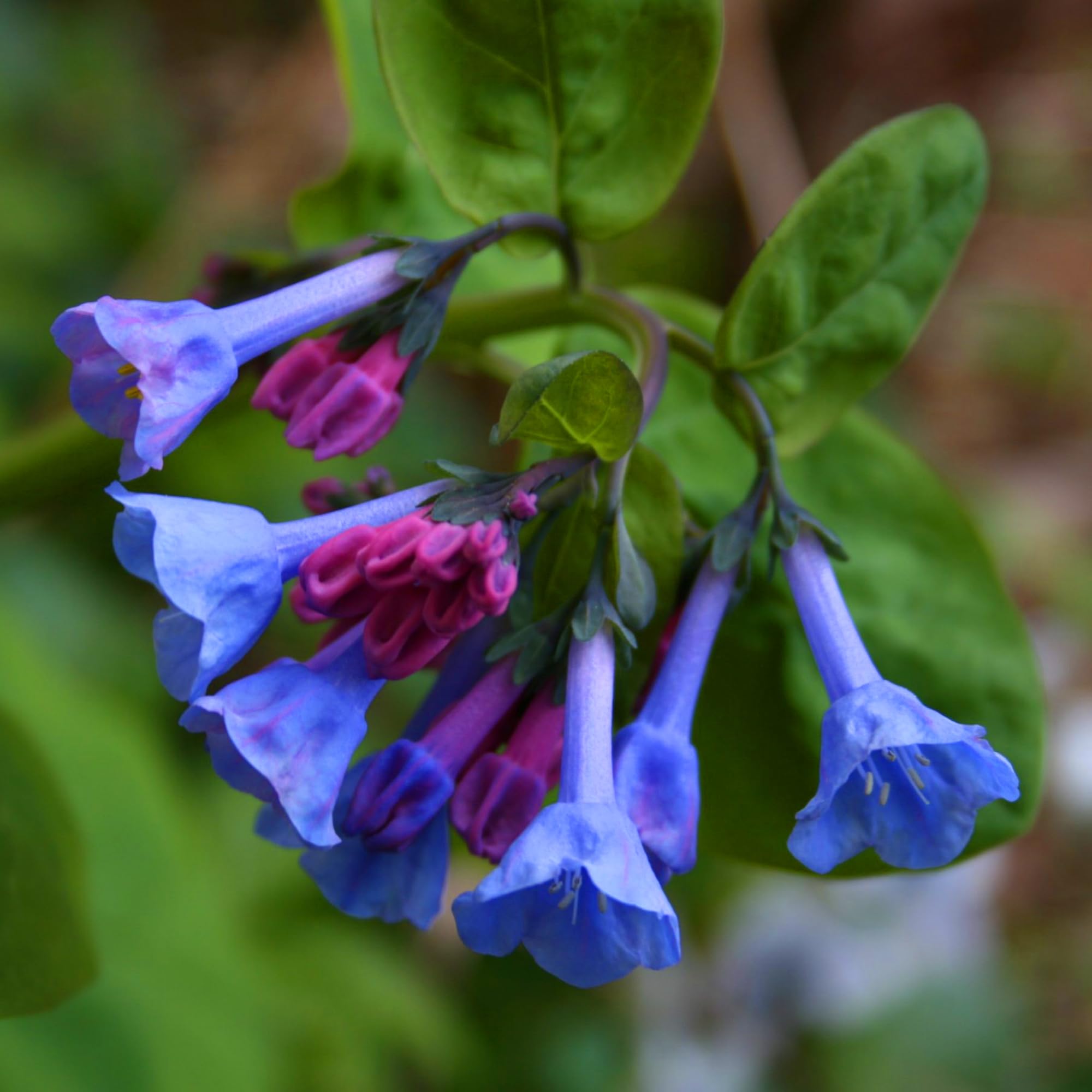 Amazon.com : QAUZUY GARDEN 10 Virginia Bluebells Seeds Virginia Cowslip ...