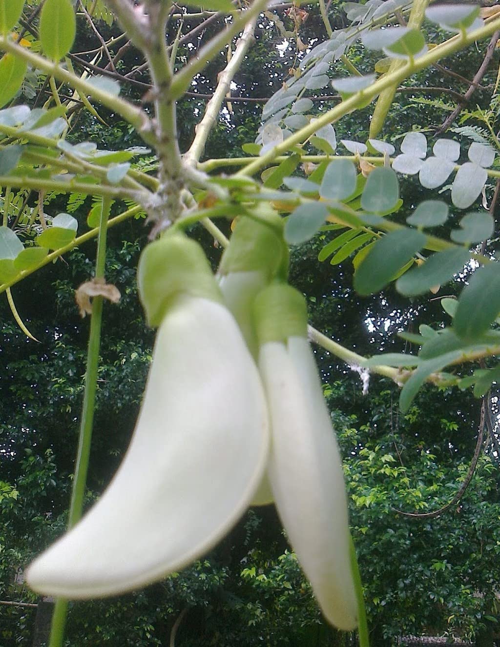 Buy OhhSome Agathi Cheera Plant (Sesbania Grandiflora) Medicinal Live ...