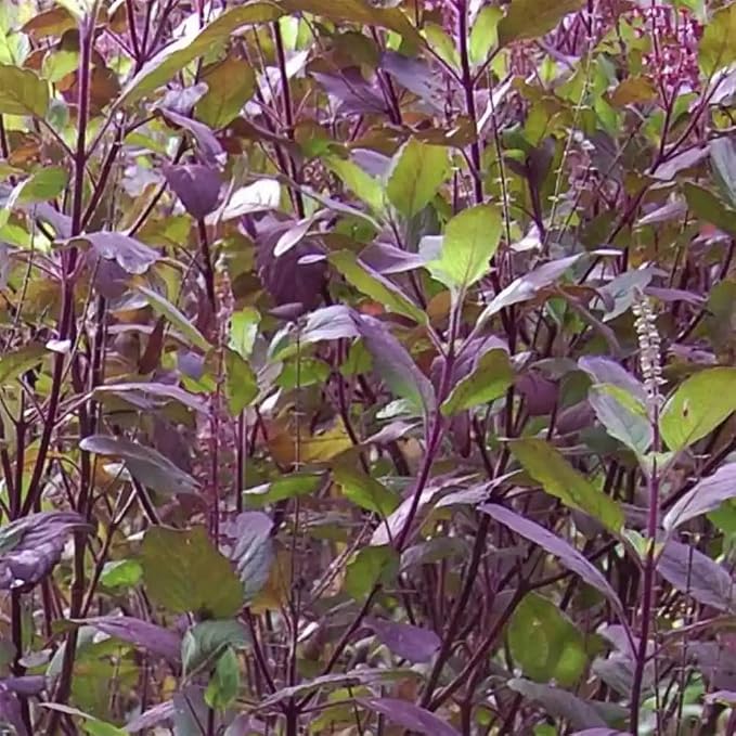 (Don't purchase) Oragainic Rama Tulsi/Indian Holy Basil/Krishna Tulsi ...
