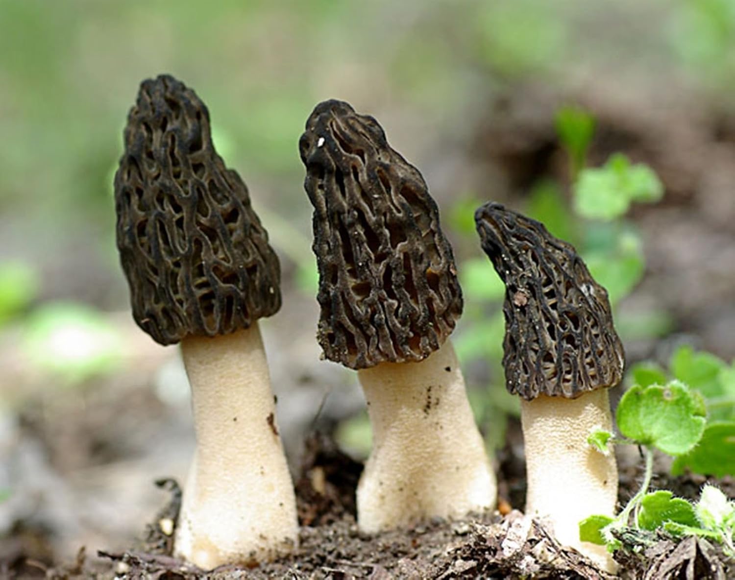 Black Morel Mushroom (Morchella elata) Mycelium Spores Spawn Dried ...