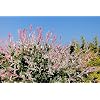 Salix Hakuro Nishiki Flamingo Tree in a 14cm Pot - Amazing Foliage ...