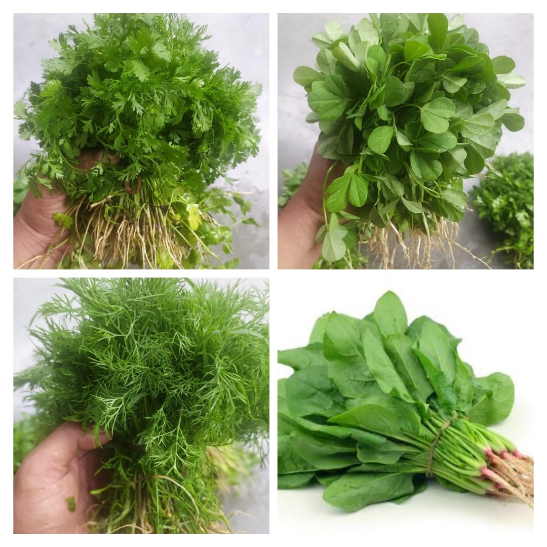 "Grow Your Own Culinary Garden: Premium Coriander, Fenugreek, Spinach ...