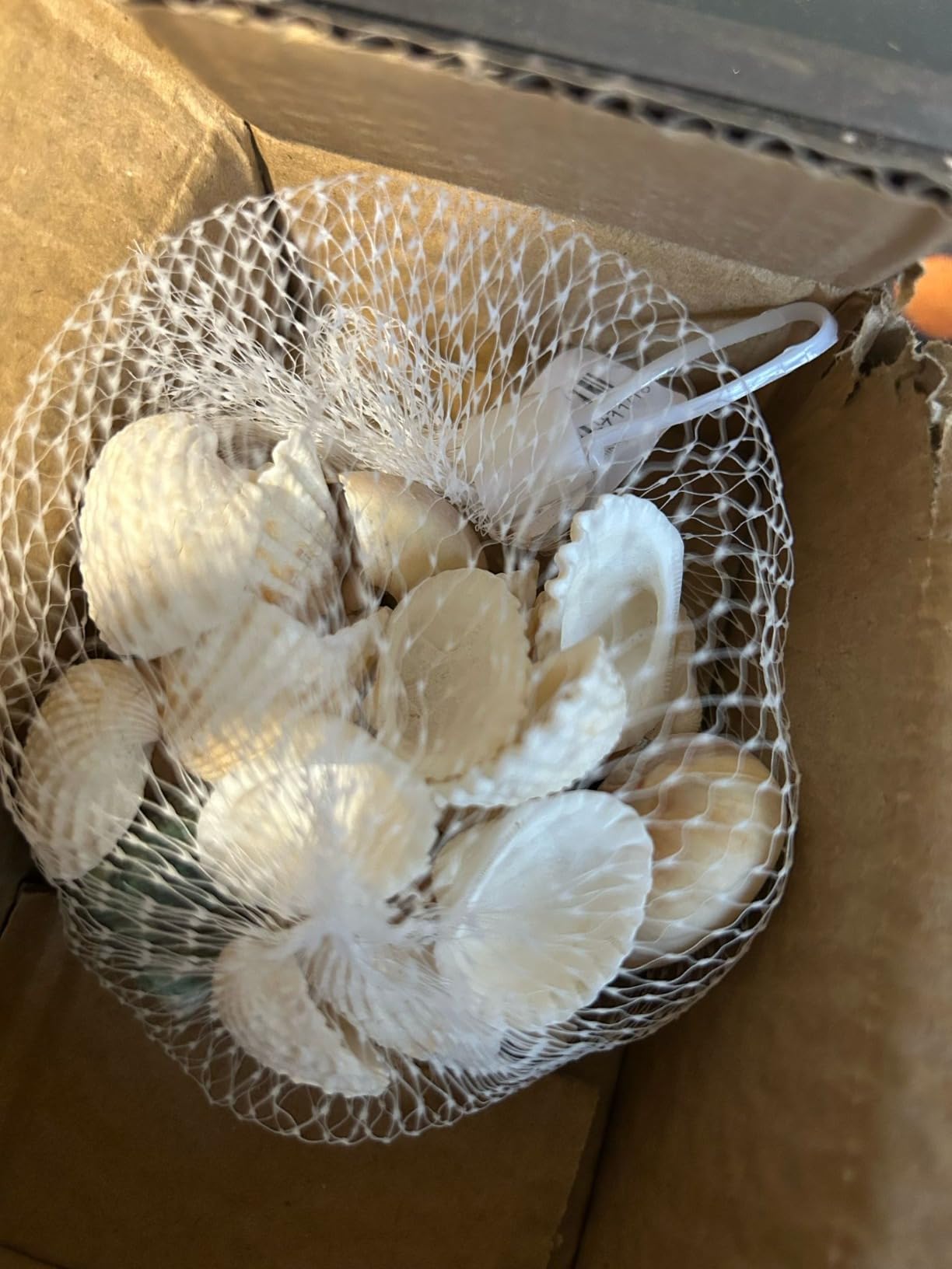 Ardisle Beach Mixed Sea Shells Shell Craft Table Decor Aquarium Fish ...