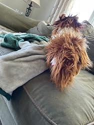Amazon.com: Douglas Whispy Sheltie Dog Shetland Sheepdog Plush Stuffed ...