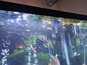 Amazon.com: 24 Water Spangles (Salvinia Minima), Live Aquarium/Aquatic ...