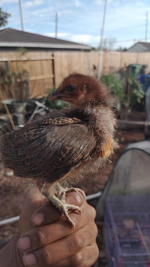 Amazon.com: Barnyard Mix Chicken Fertile Hatching Eggs (24) : Grocery ...