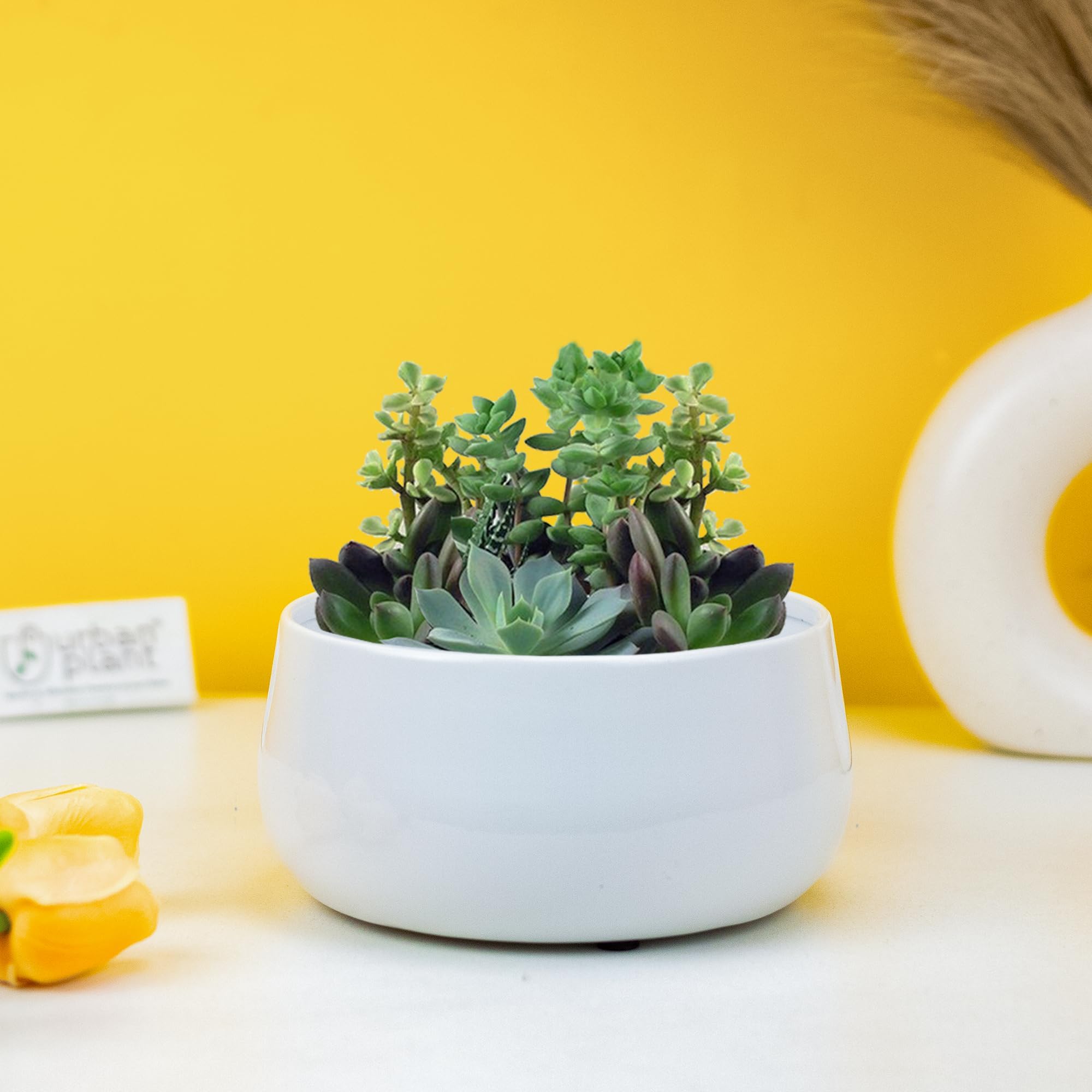 GOLD DUST Small Pots for Indoor Plants, Small Flower Pots, Small ...