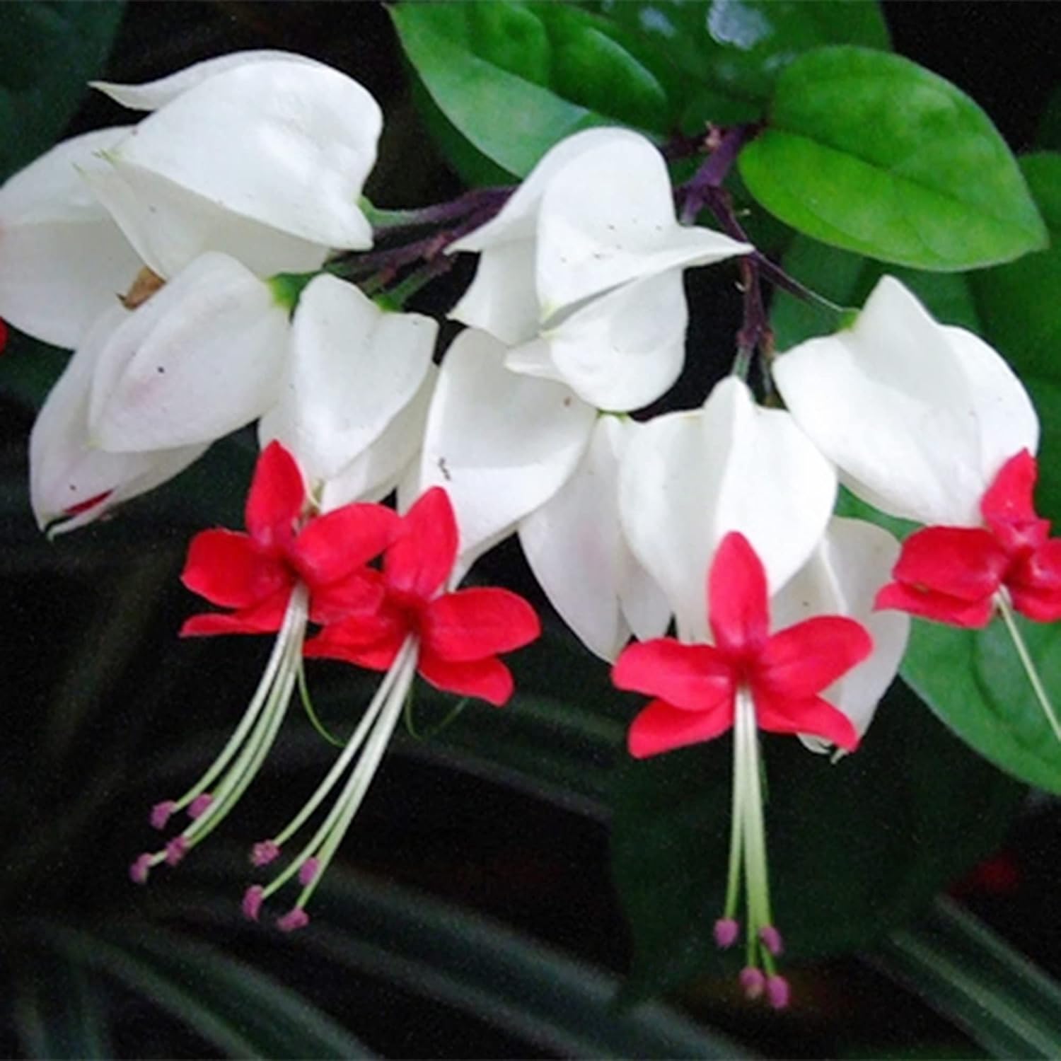 Amazon.com : QAUZUY GARDEN 20 Bleeding Heart Seeds White Red Perennial ...