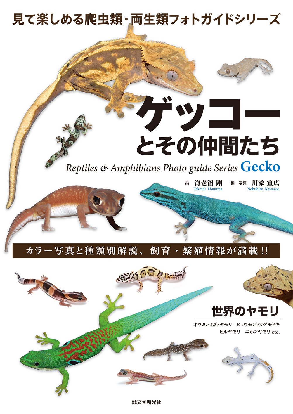 Amazon.com: Gecko and his friends: World gecko - Oukan mikado gecko ...