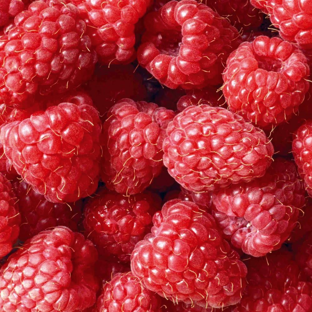 3 x Raspberry Polka Bare Root Cane - Grow Your Own Raspberries - Bare ...