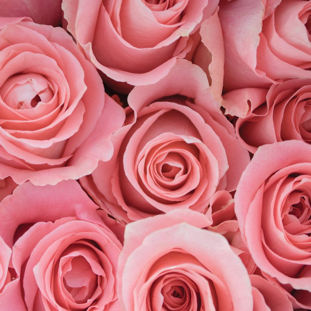 Rosas De Color Rosa Claro Flores De Acuarela De Rosa Polvorienta,