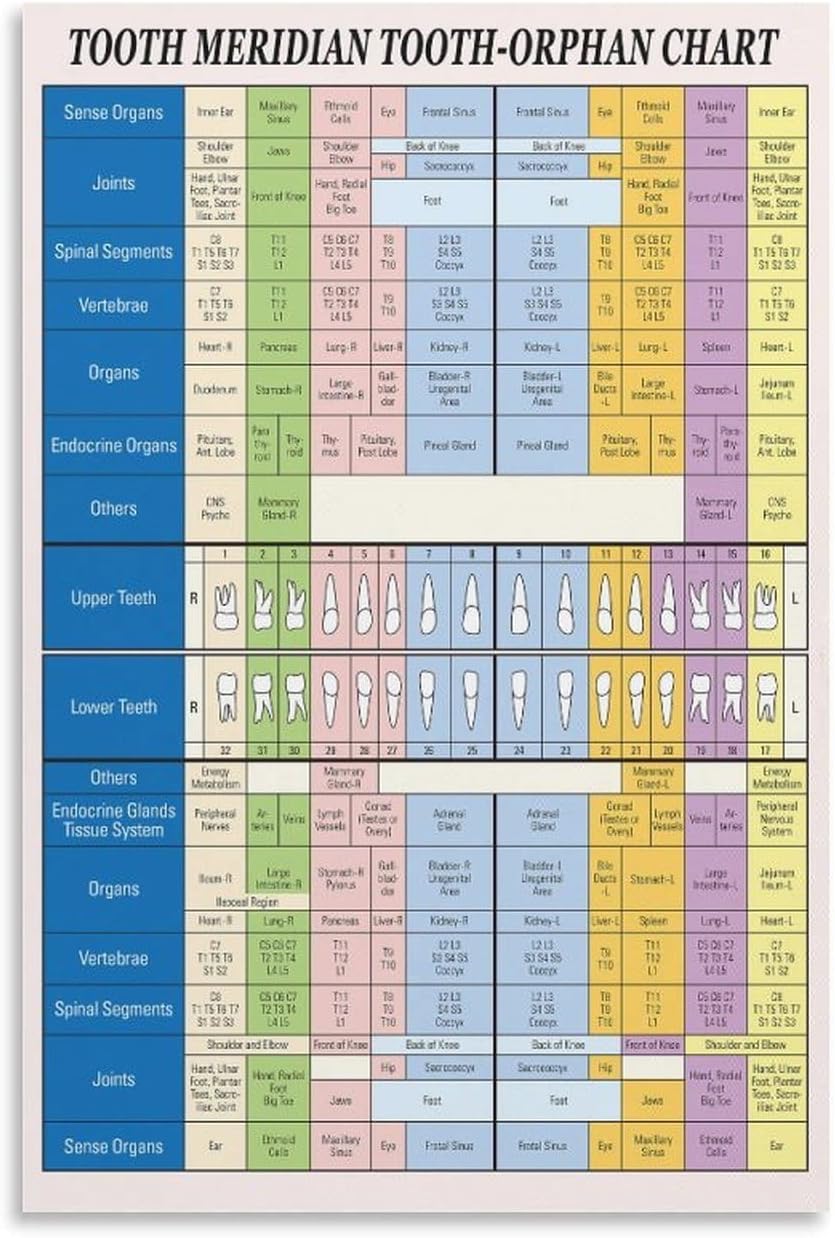 Amazon.com: Tooth Organ Meridian Chart Vintage Tooth Anatomy Knowledge ...