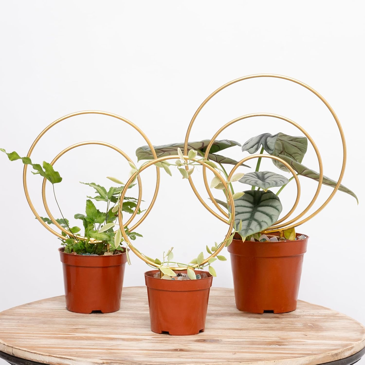 Amazon.com : YOHSNOR Golden Round Hoya Trellis Set of 3 - Mini ...