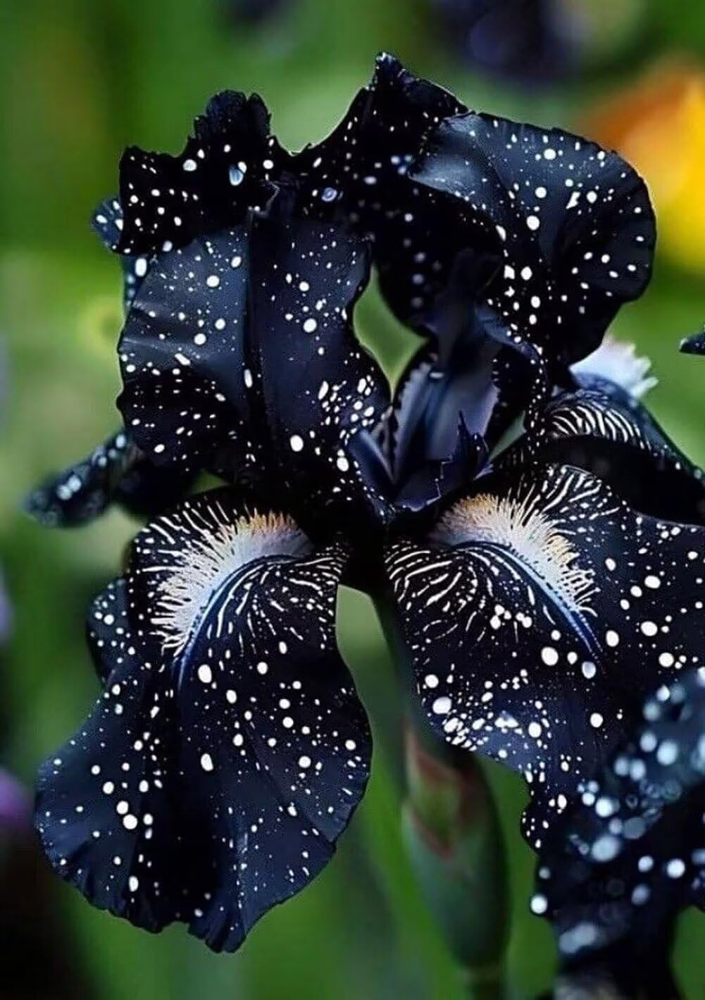 Amazon.com : Stunning Black Bearded Iris, Perennial Root/Rhizome/Bulb ...