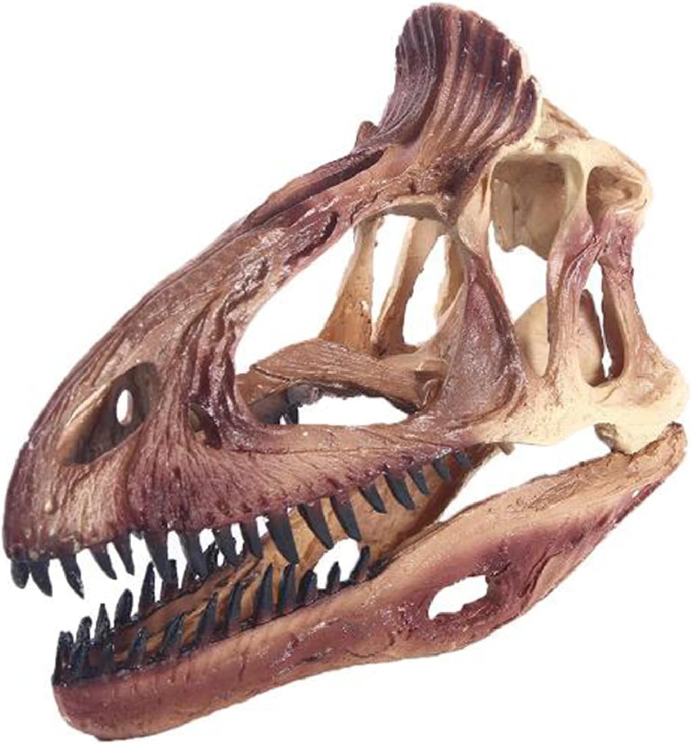Amazon.com: Dinosaur Skull Replica Aquarium Decoration Resin Dinosaur ...