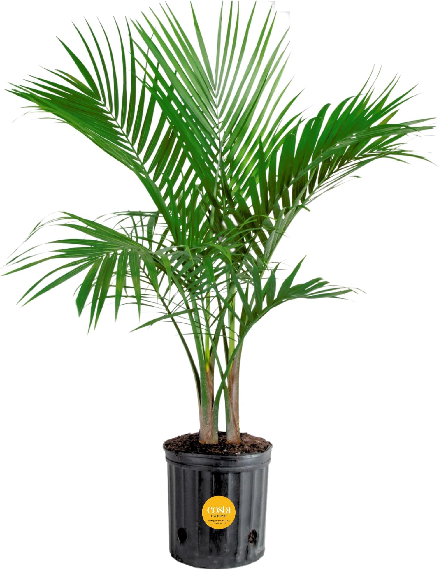 Amazon.com : Bamboo Palm - Live Plant in a 3 Gallon Growers Pot ...