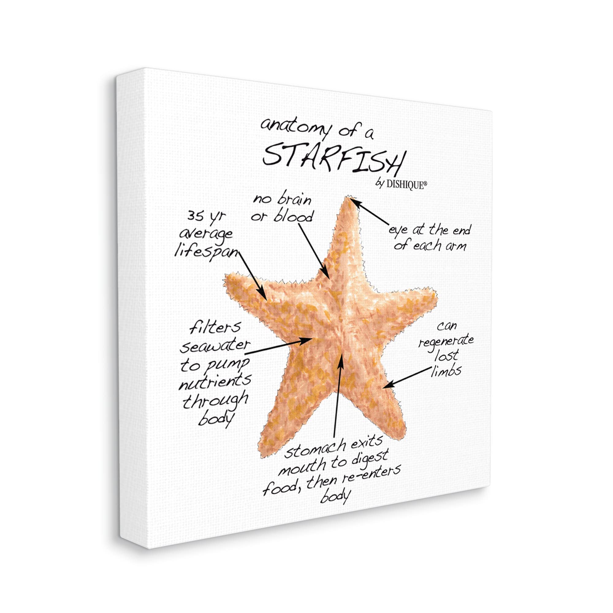 Starfish Nervous System Diagram