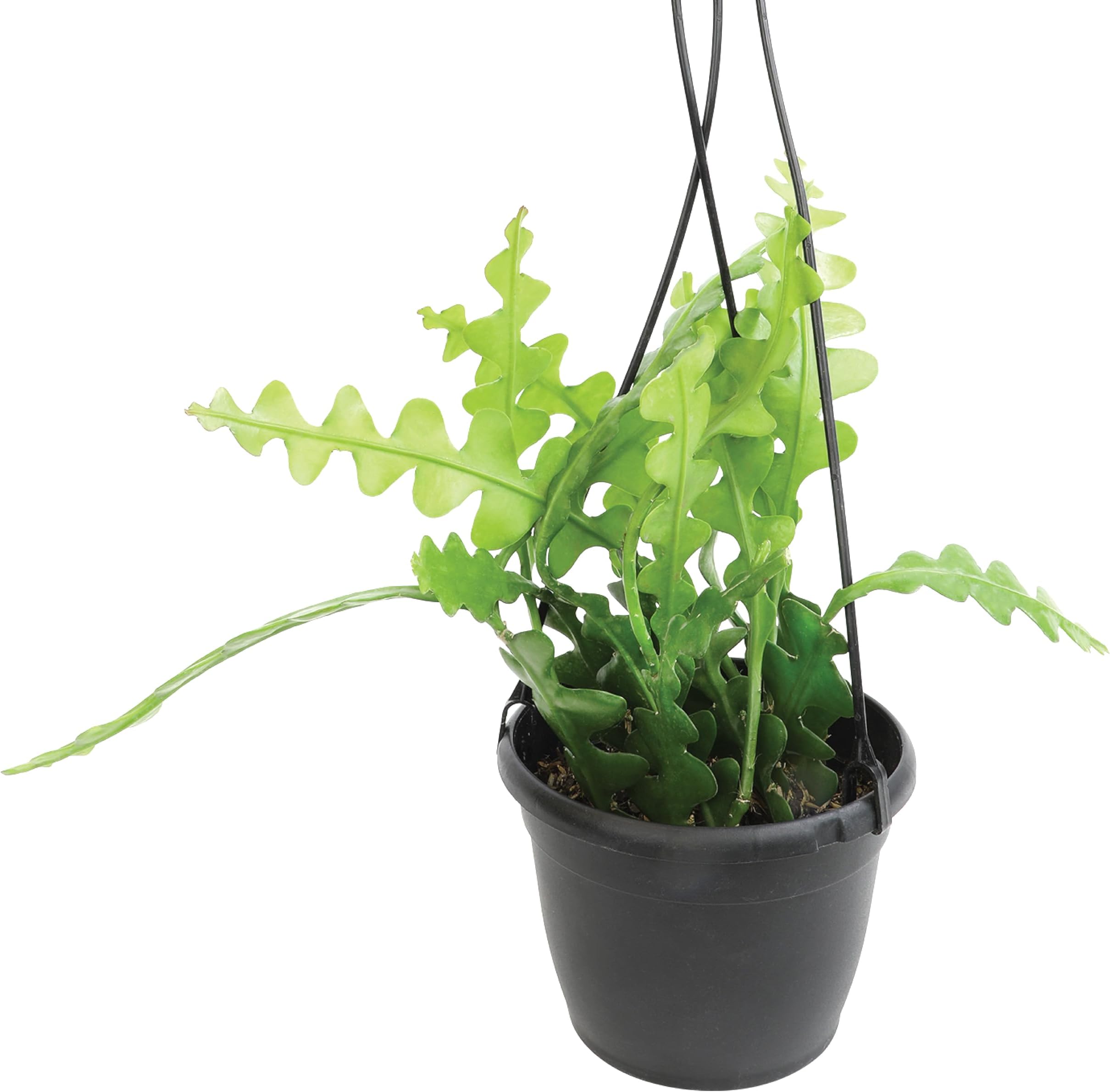 Amazon.com : Zigzag Fishbone Cactus Plants Hanging Basket, Epiphyllum ...