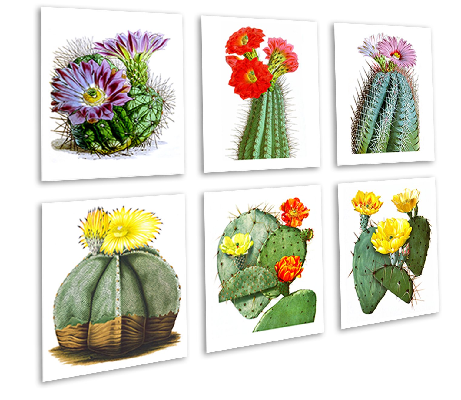 Cactus Flower Illustration