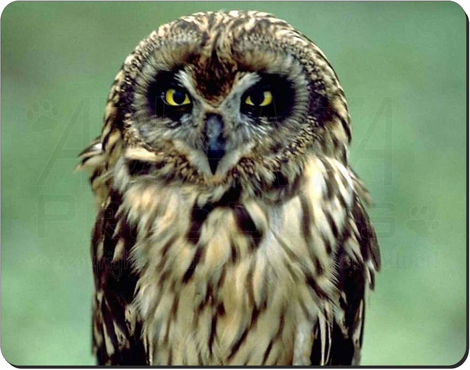 Advanta Group Cute Tawny Owl Computer Mouse Mat : Amazon.co.uk ...