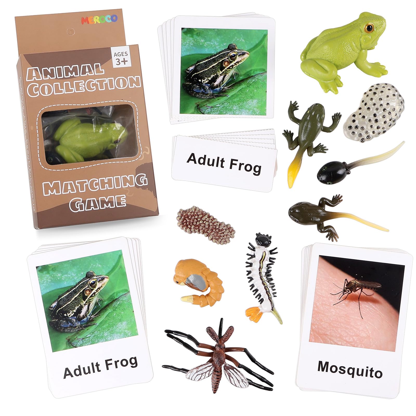 Buy MEROCO Live Tadpole to Frog Life Cycle Toys for Kids Mosquito Bug ...