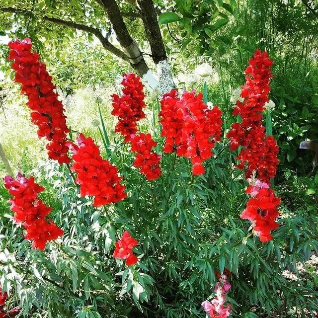Amazon.com : Seeds4planting - Seeds Red Delphinium Giant Larkspur ...
