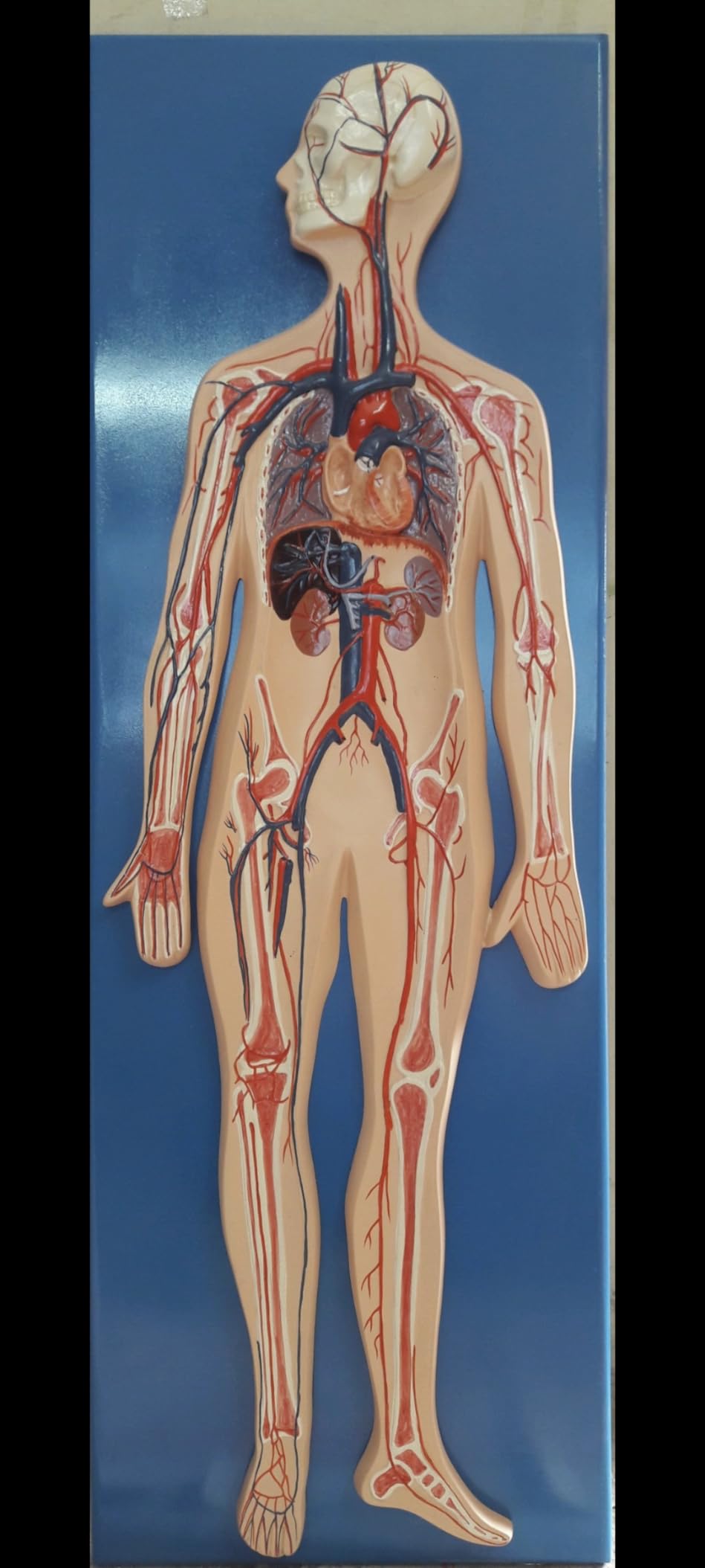 GD ANATOMICALS® Circulatory System Model - Lifesize Human ...
