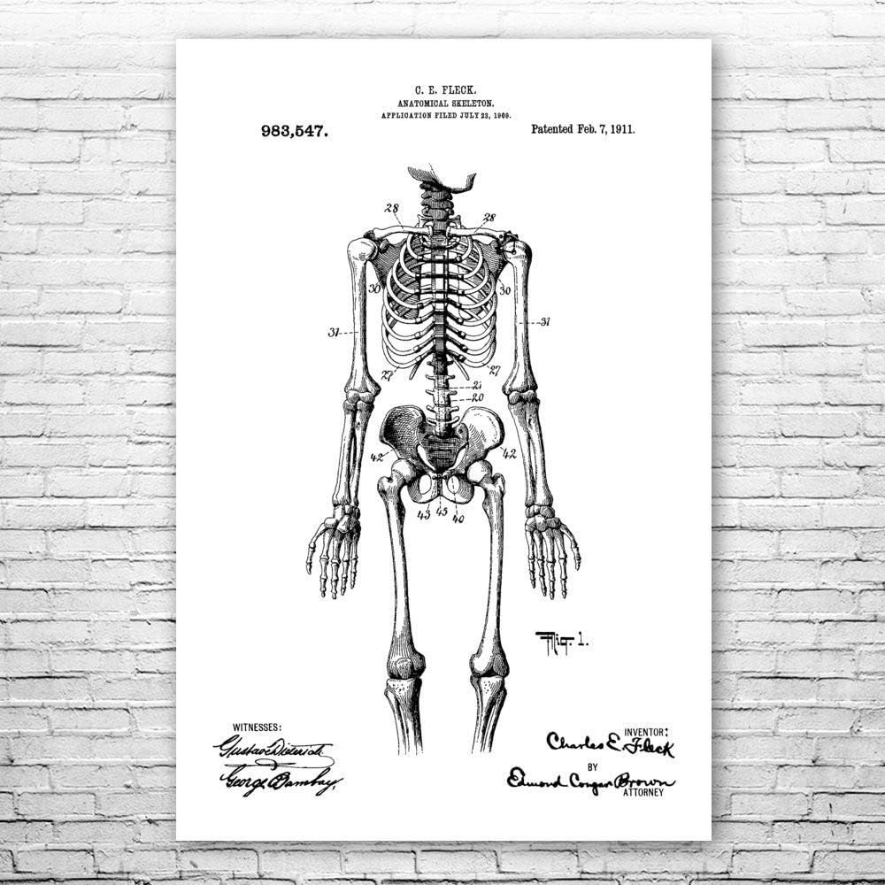 Amazon.com: Anatomical Skeleton Poster Print, Human Anatomy Art ...
