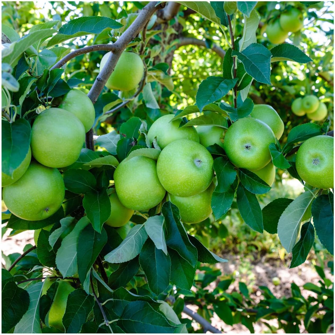 Dwarf Granny Smith Apple Tree Ready to Fruit,Self-Fertile,Green with ...