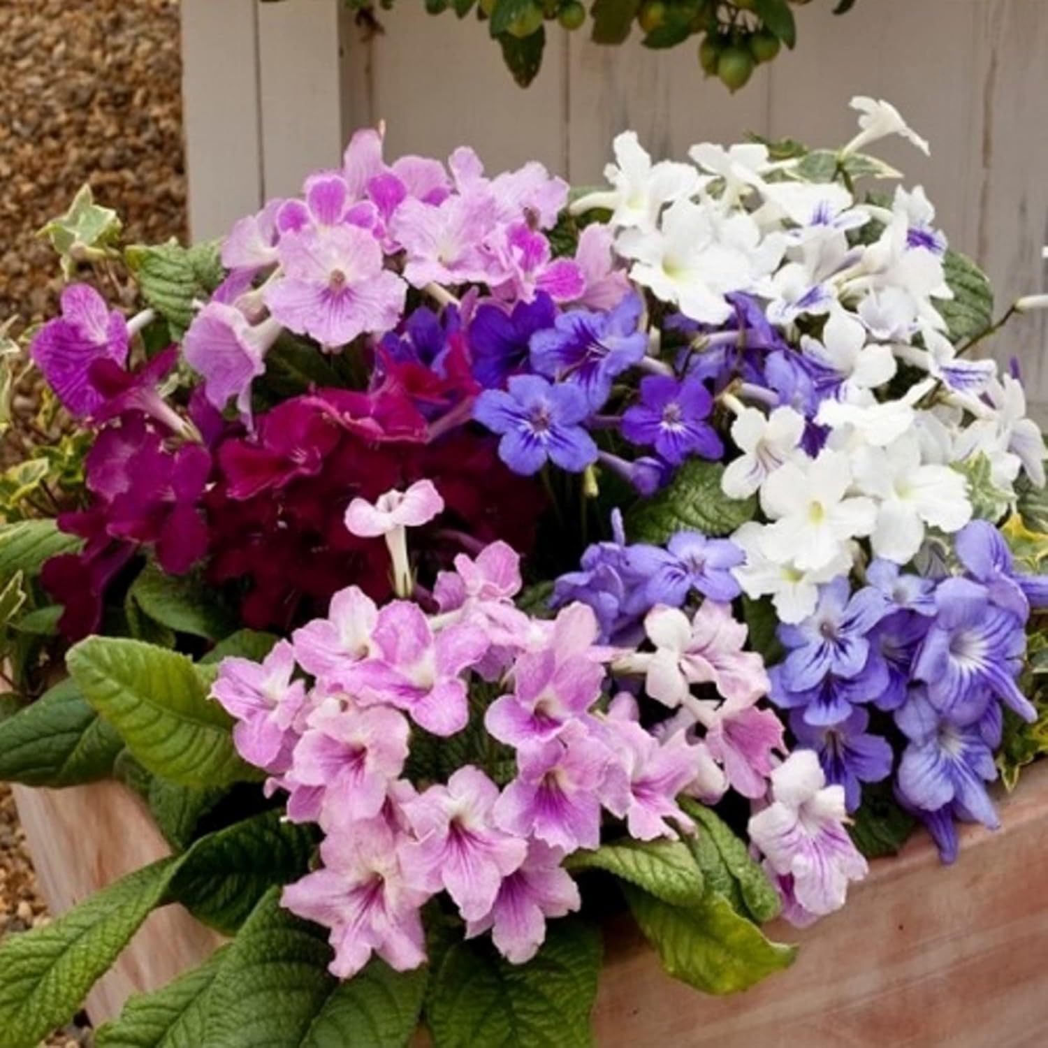 Amazon.com : CHUXAY GARDEN Mix Streptocarpus Glandulosissimus,Cape ...