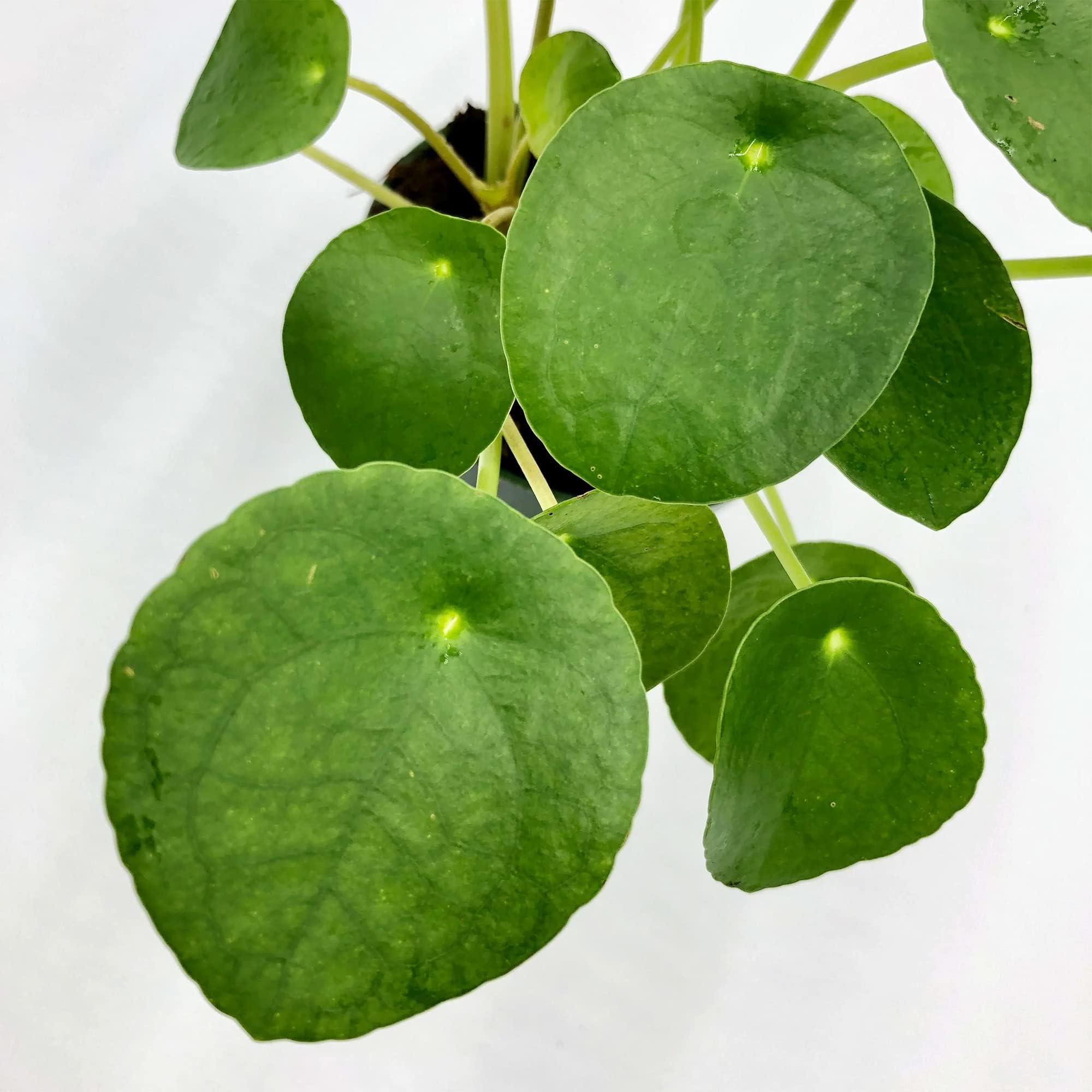 Amazon.com : QAUZUY GARDEN 100 Premium Chinese Money Plant (UFO Plant ...
