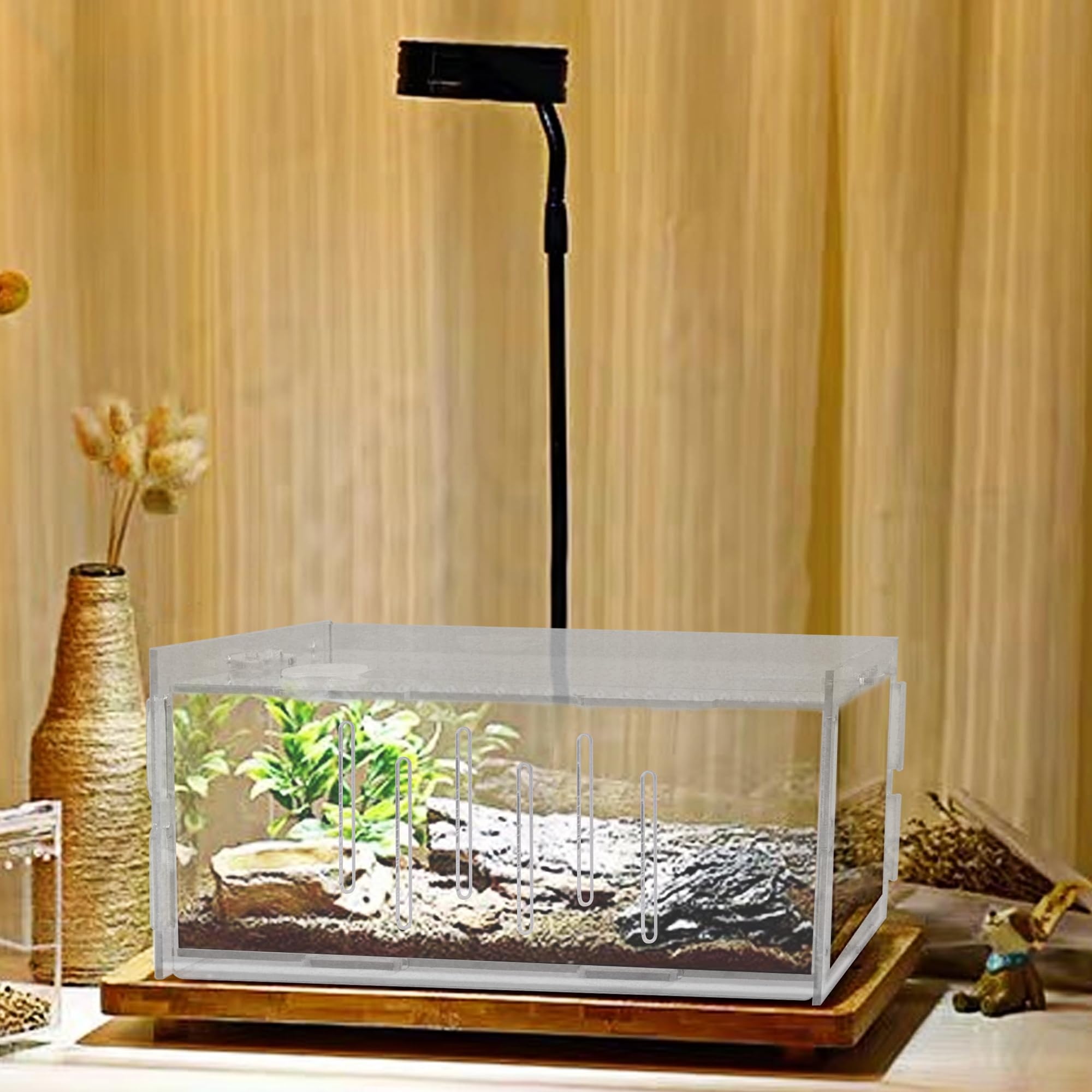 Snapklik.com : Winemana Small Reptile Jumping Spider Terrarium ...