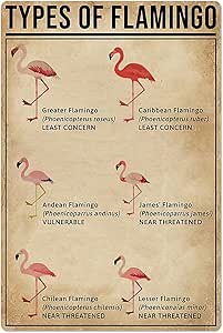 Amazon.com: JIUFOTK Types Of Flamingo Metal Tin Signs Flamingo ...