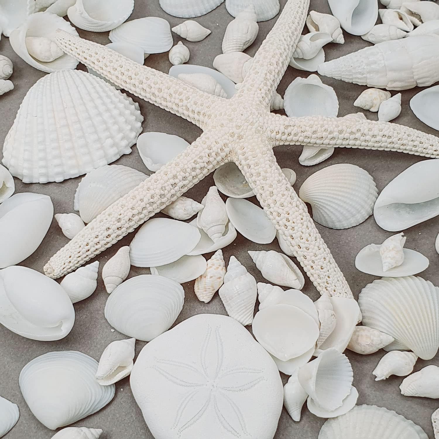 Avalon MIXED SEA SHELLS Collectable Small Seashell Mixes, Decorative ...