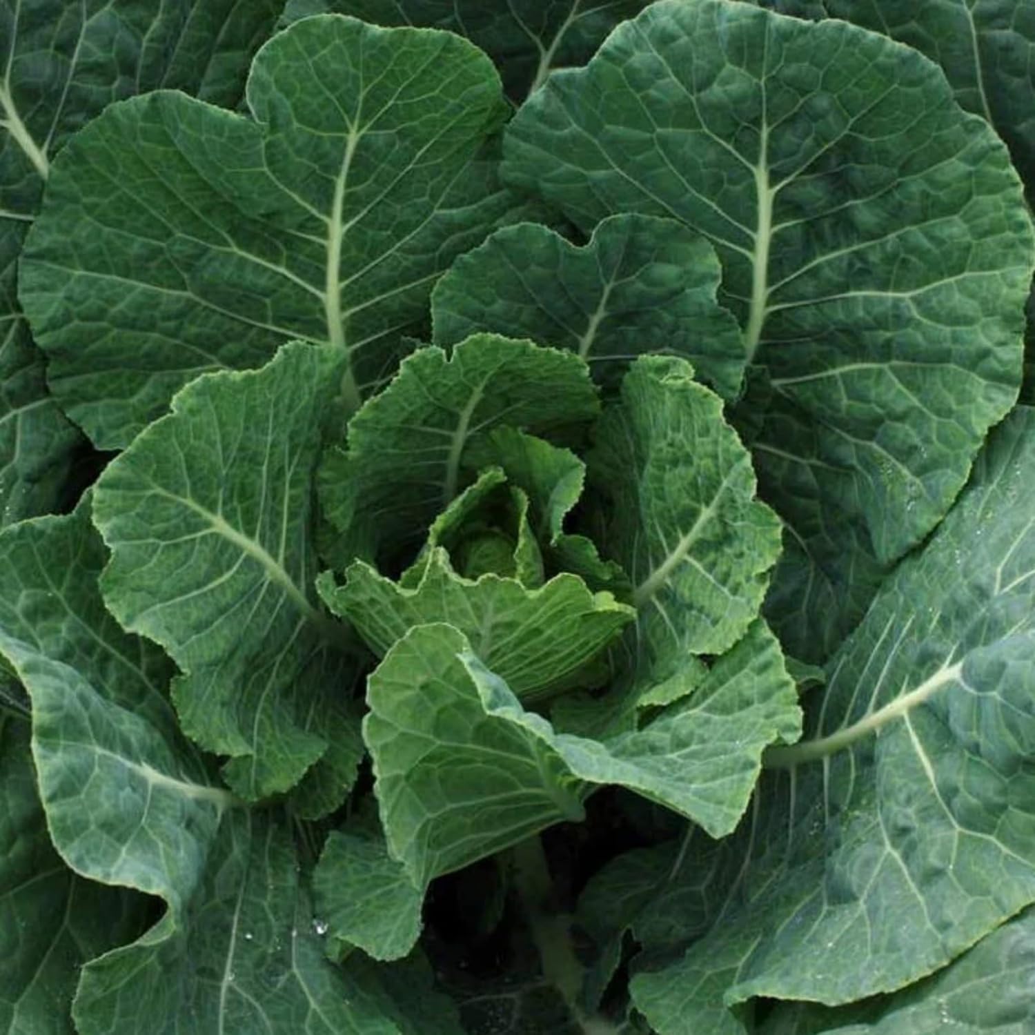 Amazon.com : 300+ Vates Collard Seeds Non-GMO Heirloom Vegetable Seeds ...