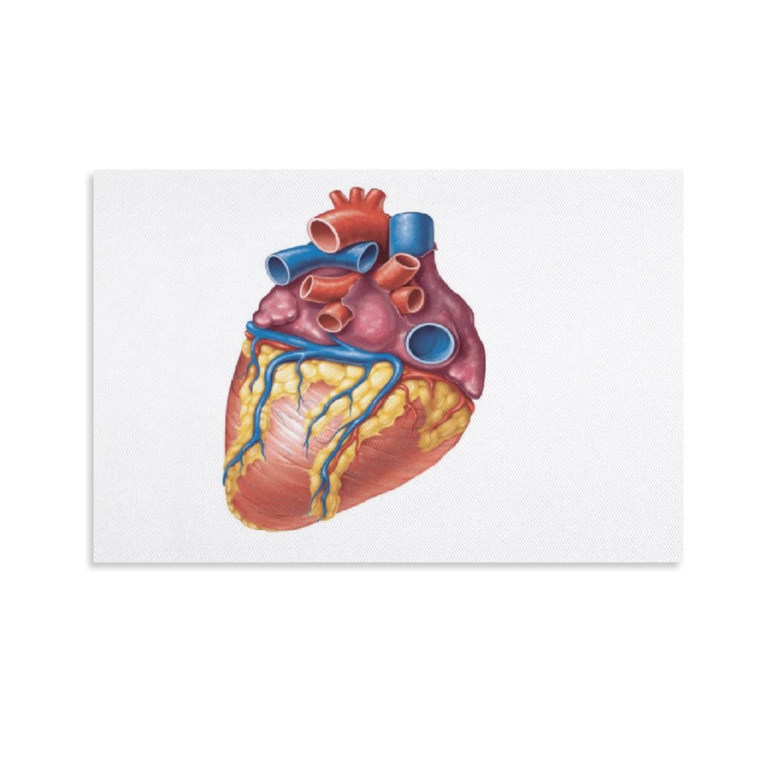 Heart Anatomy Posterior View