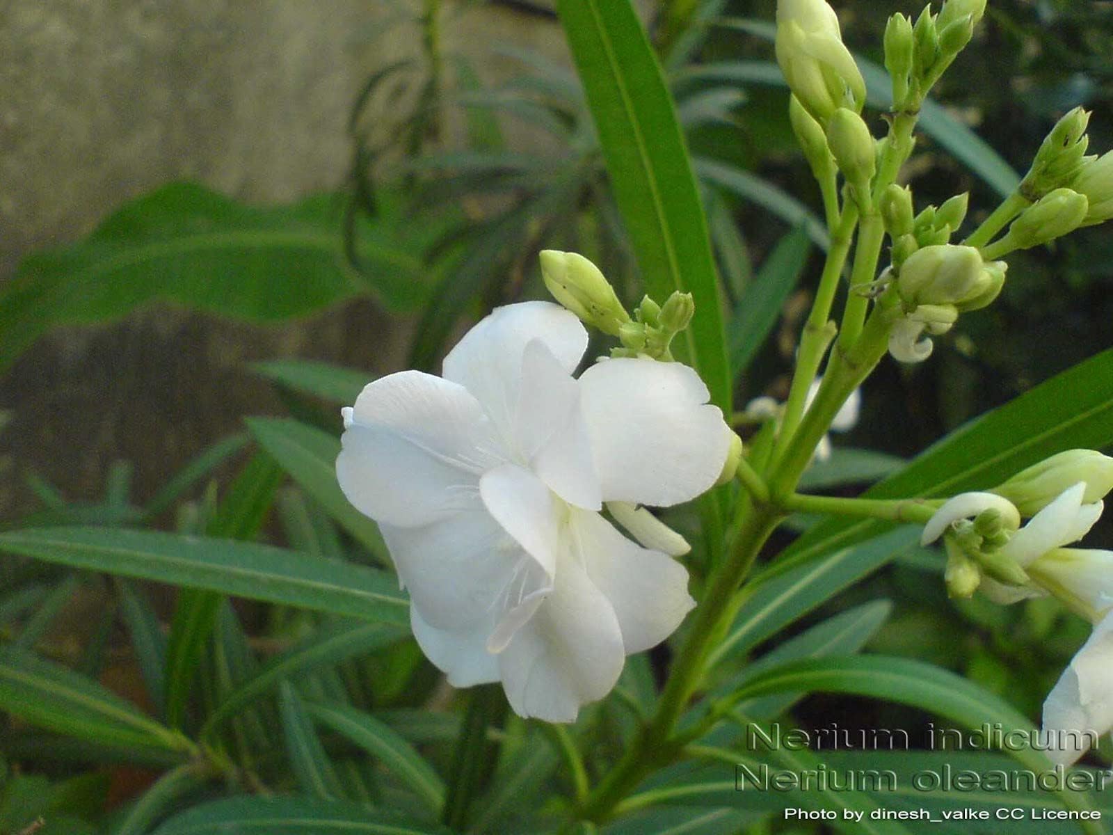 Earth Eagle Oleander Nerium Arali Chedi Red Color Live Healthy Small ...