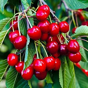 Amazon.com : Red Cherry Tree Live Plant 4 to 5 Ft, Sweetheart Live ...