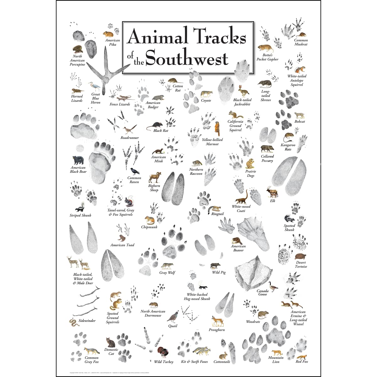 Amazon.com: Earth Sky + Water - Animal Tracks of the Southwest - Poster ...