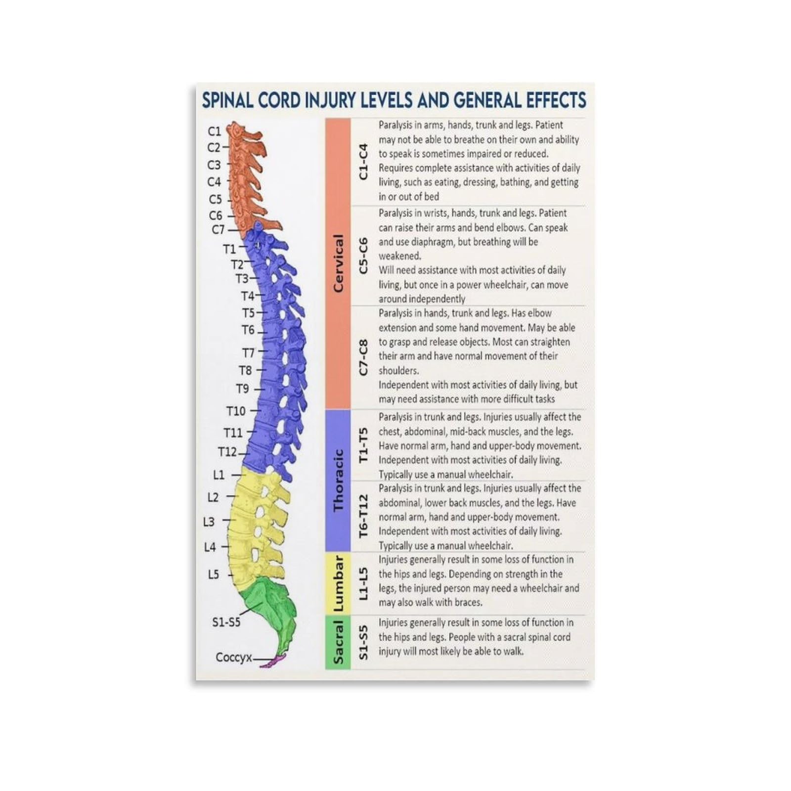 Spinal Cord Injury Levels And Function Chart Motor Impairment Related