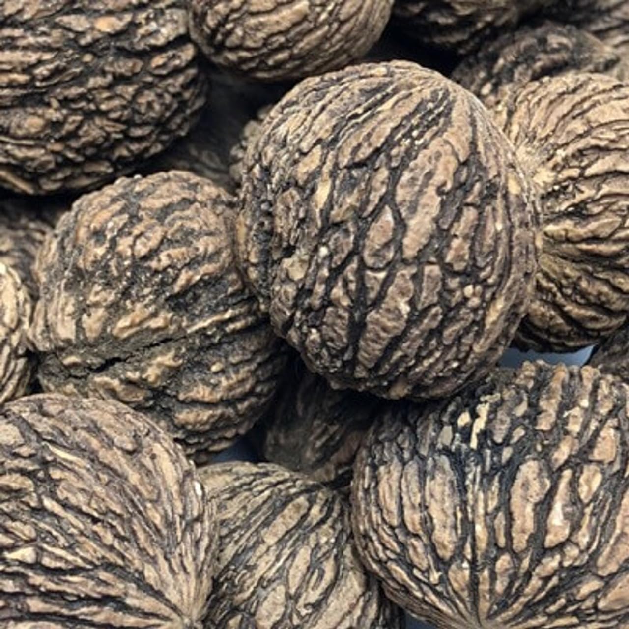 Amazon.com : 5 Black Walnut Tree Seeds , Juglans Nigra - Northern ...