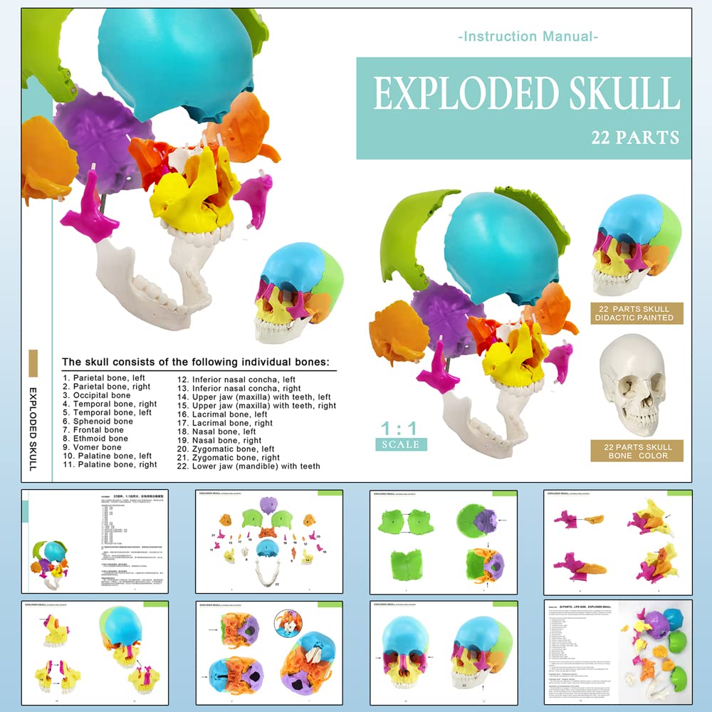 Snapklik.com : NEW HORIZON 22 Parts Palm-Sized Anatomy Exploded Skull Model