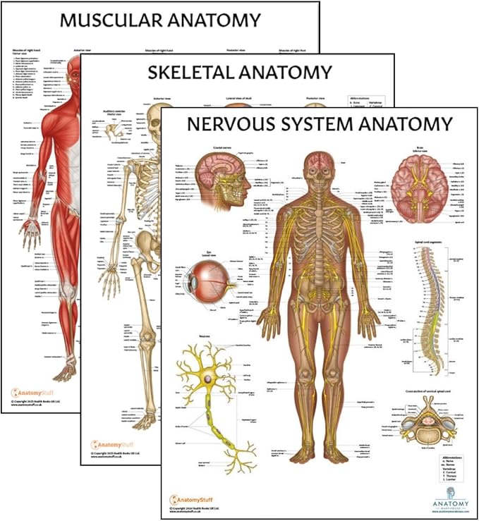 Anatomy Lab Muscular, Skeletal, and Nervous System Human Anatomy Poster ...