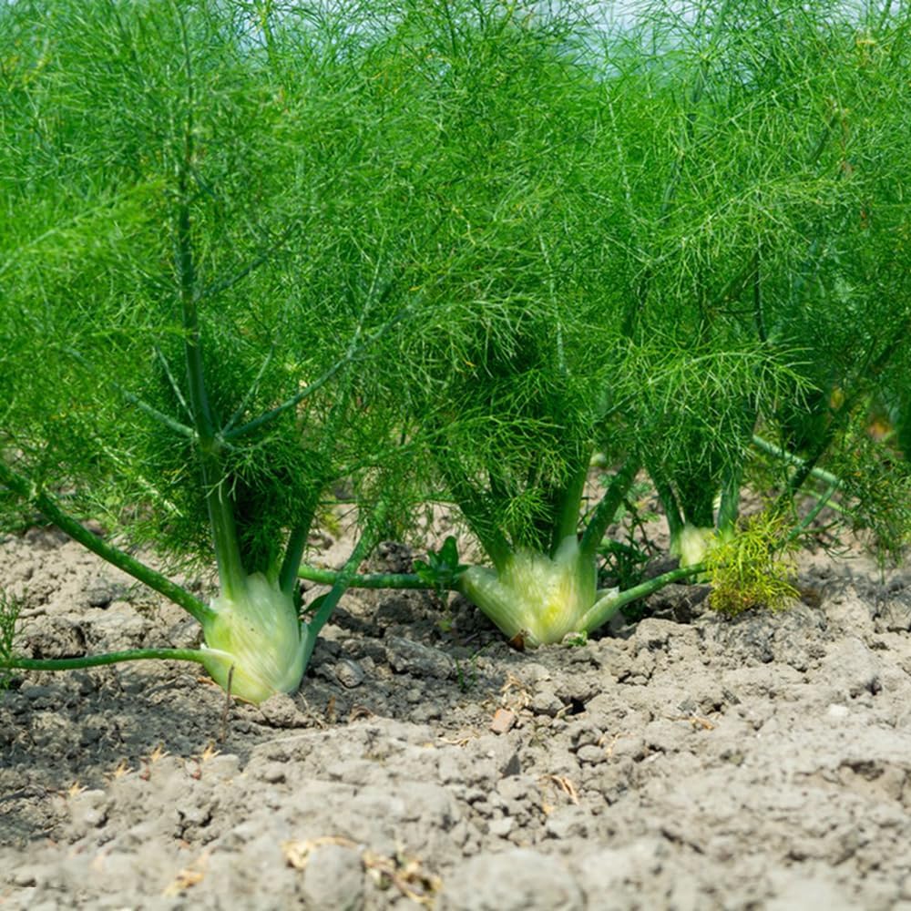 100 pcs fenchelsamen, alte gemüsesorten samen, kräutergarten ...