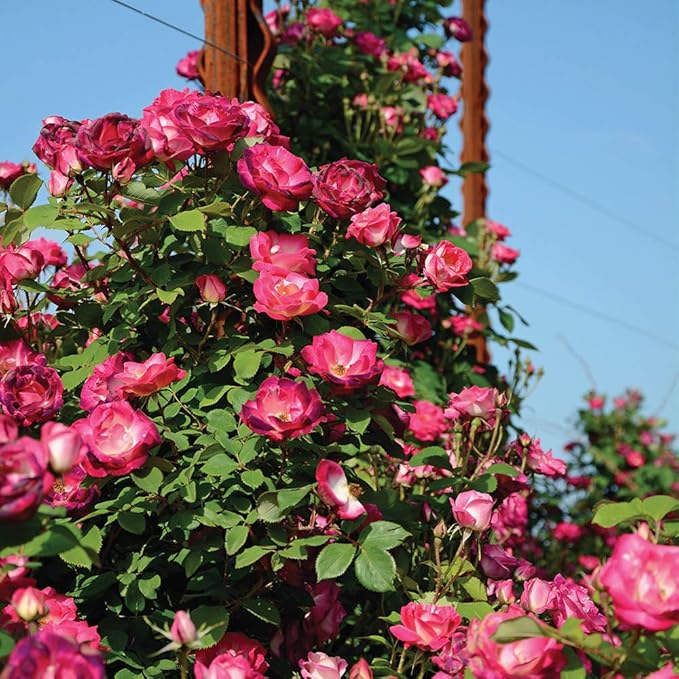 Amazon.com : Heirloom Roses Climbing Rose Plant - Cancan™ Pink Rose ...
