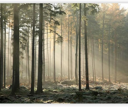 artgeist Wall Mural Forest 135x106 in - Peel and Stick Self-Adhesive ...