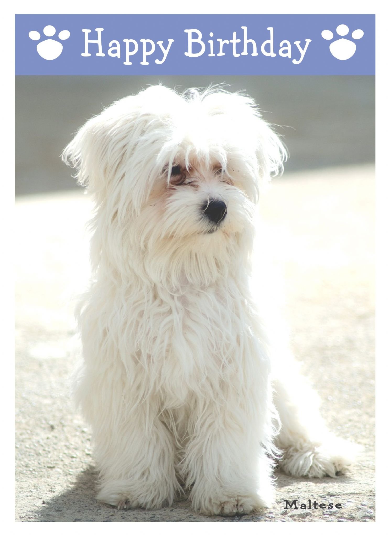 Maltese, Dog Birthday Card : Amazon.co.uk: Stationery & Office Supplies