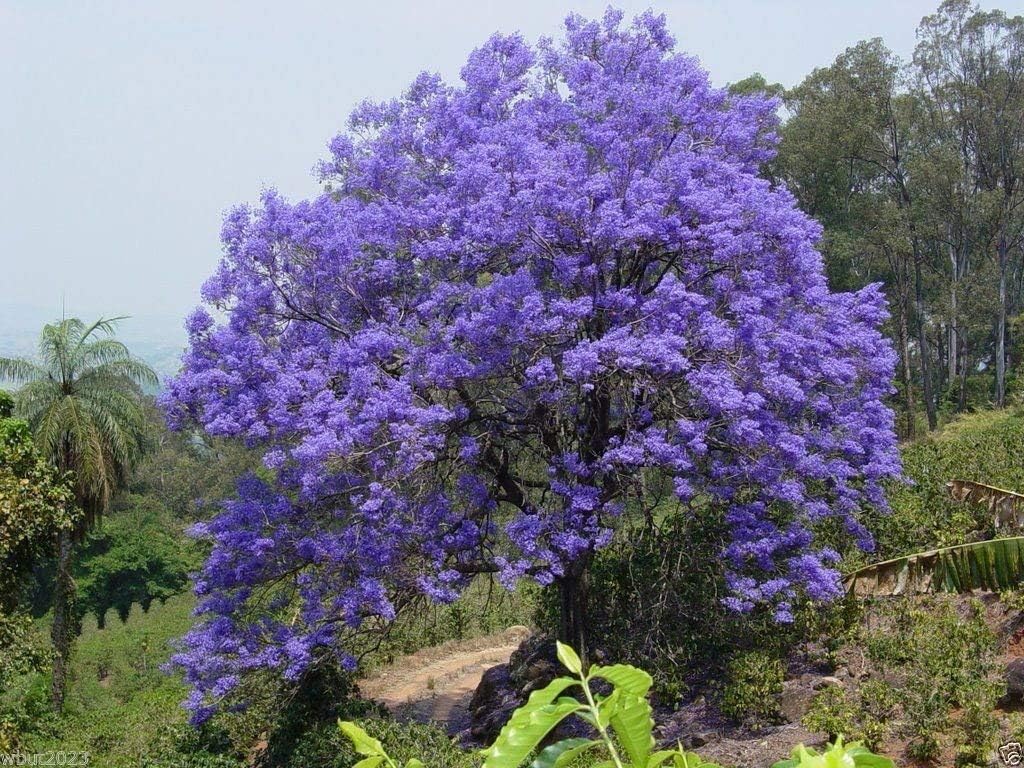 Amazon.com : Jacaranda Tree Seeds, Jacaranda Mimosifolia, Magnificent ...