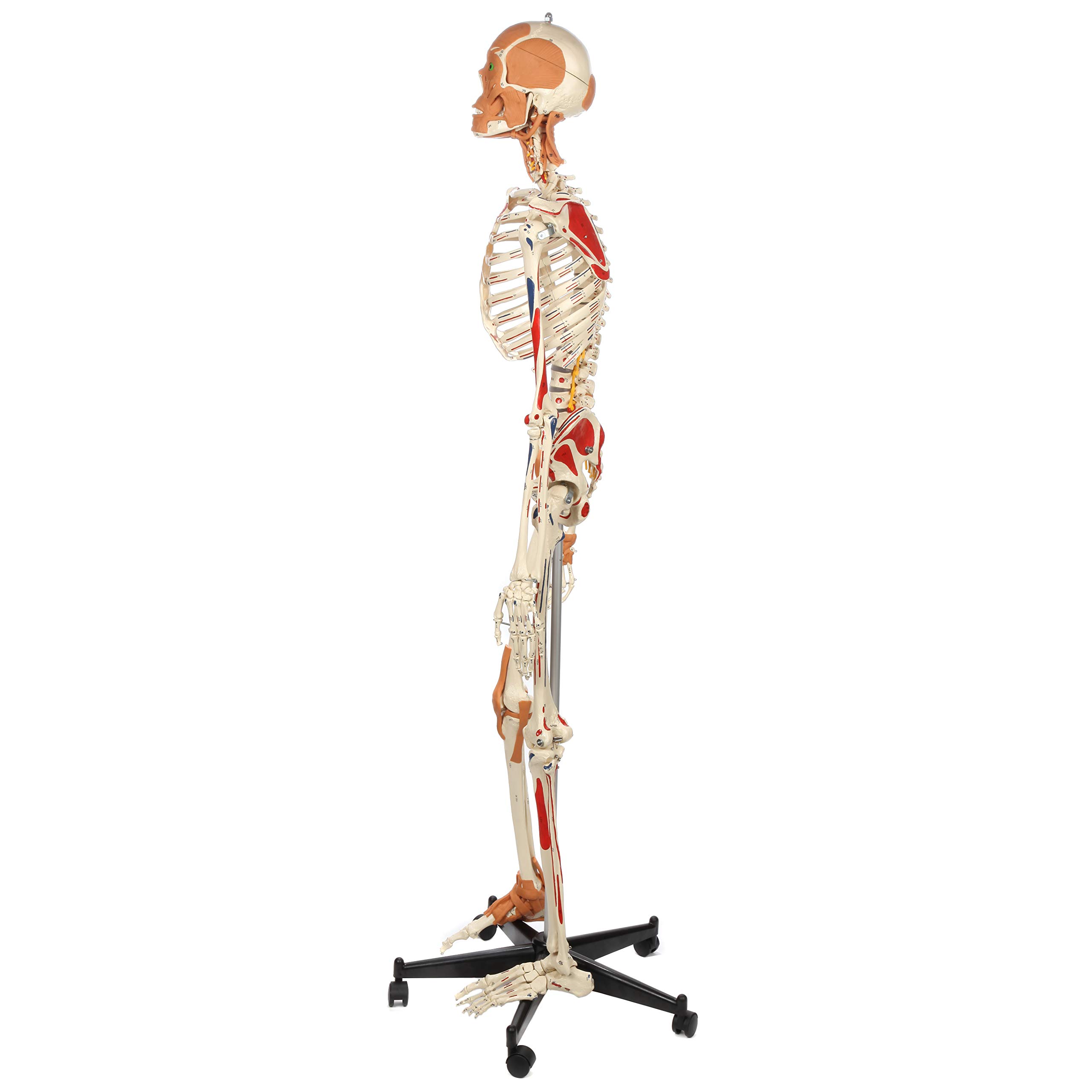 Buy Rudiger Anatomie Deluxe Skeleton Model, Life Size Flexible Anatomy ...