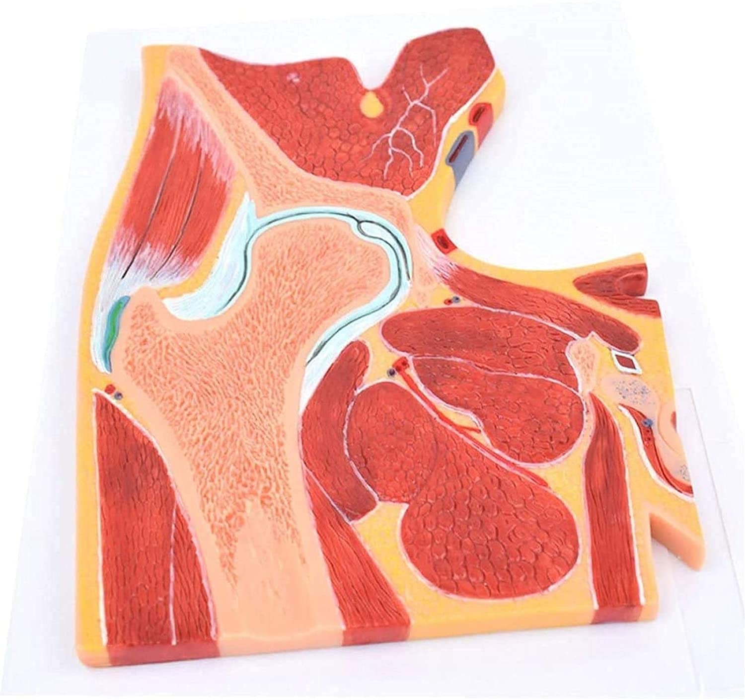 Buy Human Body Model Anatomical Medical Anatomy of Hip Joint Skeletal Muscle Model,Human ...